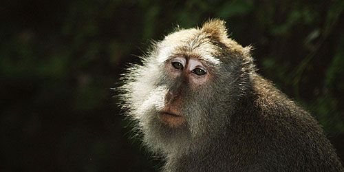 Bali - Grijsopreis.nl