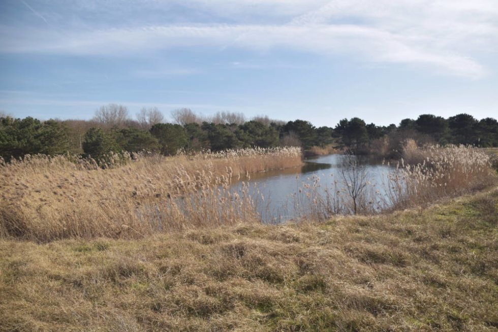 Strandwandeling bij Den Haag door de duinen en heidevelden - Grijsopreis.nl
