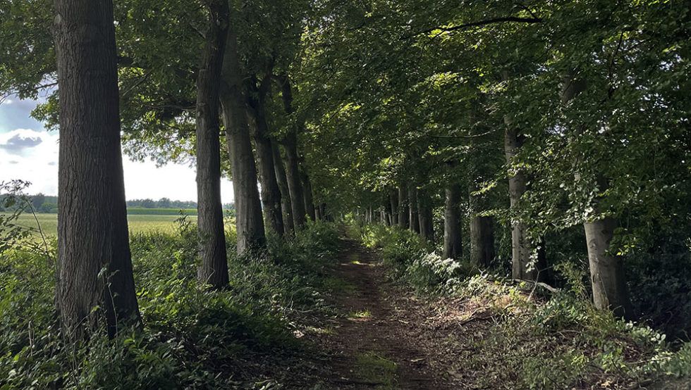 Fraaie bos- en heidewandeling bij Doorn - Grijsopreis.nl