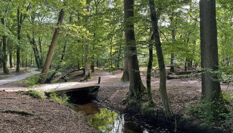 Heerlijke wandeling door het Leuvenumse Bos - Grijsopreis.nl