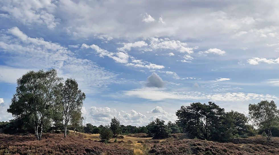 Heerlijke wandeling door het Leuvenumse Bos - Grijsopreis.nl