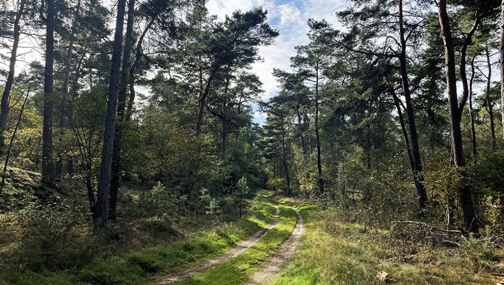 Heerlijke wandeling door het Leuvenumse Bos - Grijsopreis.nl
