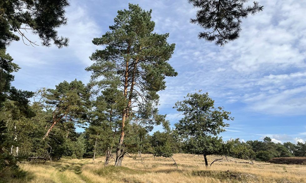 Heerlijke wandeling door het Leuvenumse Bos - Grijsopreis.nl