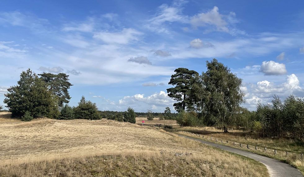 Heerlijke wandeling door het Leuvenumse Bos - Grijsopreis.nl
