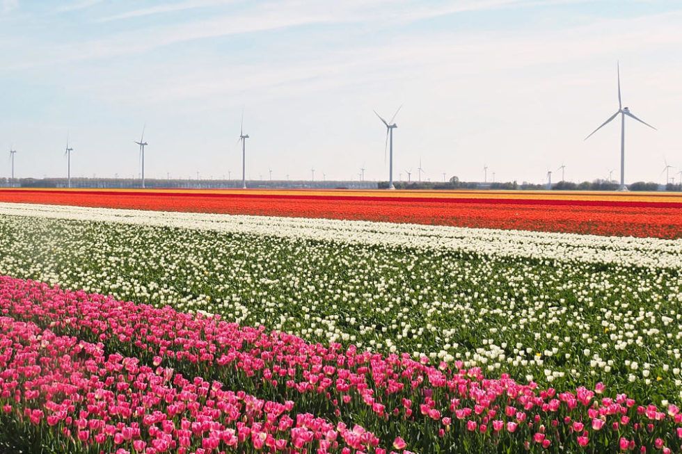 Fietsroute in Flevoland: tulpenvelden en Oostvaardersplassen ...