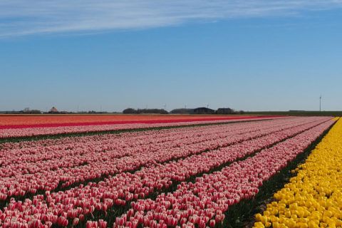 Fietsroute langs de bollenvelden in Noord-Holland - Grijsopreis.nl