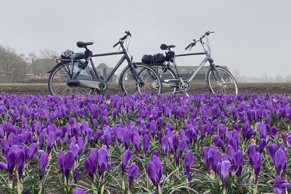Fietsroute langs de bollenvelden in Noord-Holland - Grijsopreis.nl
