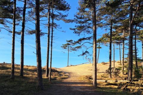 Trage Tocht Overveen - wandelen in NP Zuid-Kennemerland - Grijsopreis.nl