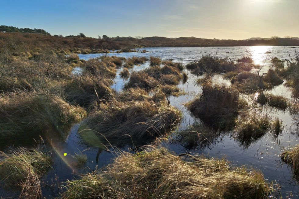 Trage Tocht Overveen - wandelen in NP Zuid-Kennemerland - Grijsopreis.nl