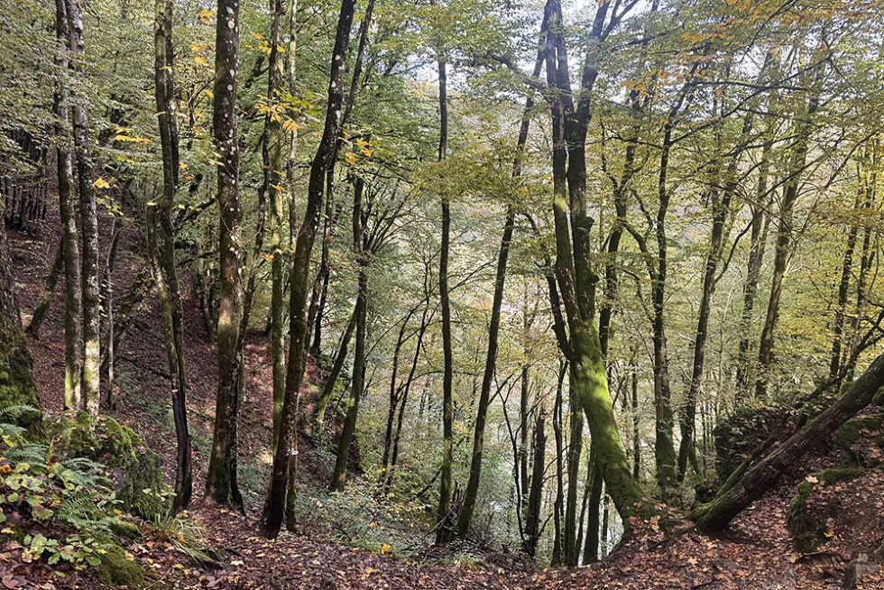 Avontuurlijke laddertjeswandeling in het Ardense Rochehaut - Grijsopreis.nl